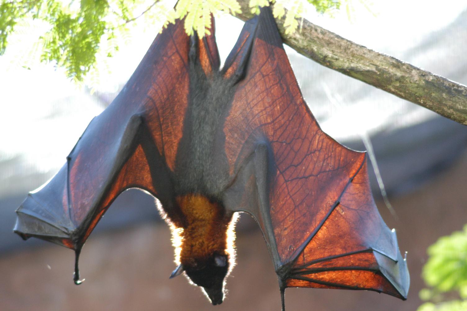 Disney's Animal Kingdom - Page 1